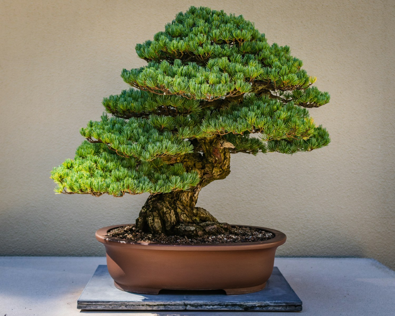 Ontdek de kunst van Bonsai boom: kies de perfecte boom voor jouw huis ...